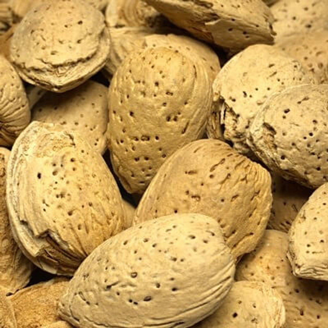 Nuts. – Parrot Supplies Australia