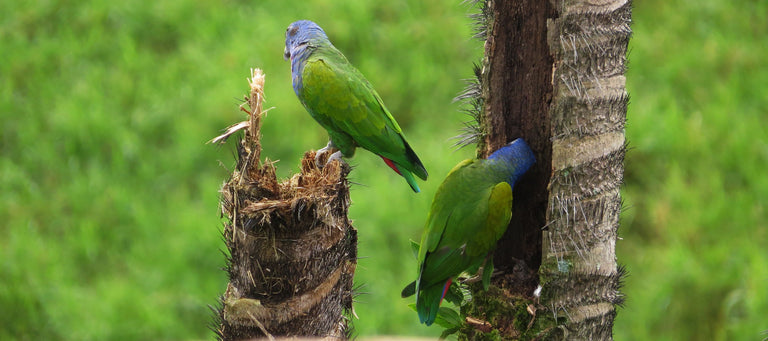 Parrot Supplies Australia