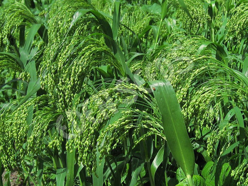 White French Millet - Parrot Supplies Australia