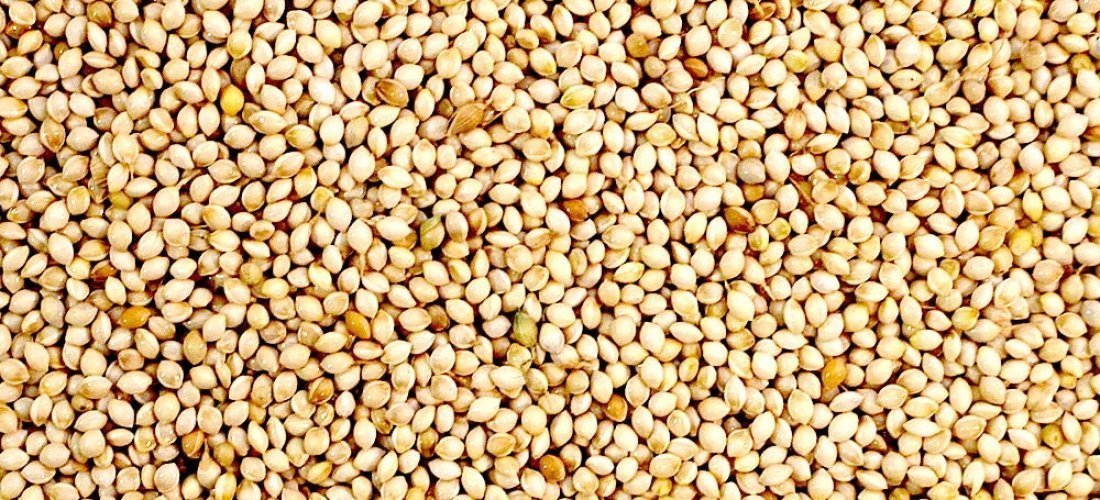 White French Millet - Parrot Supplies Australia